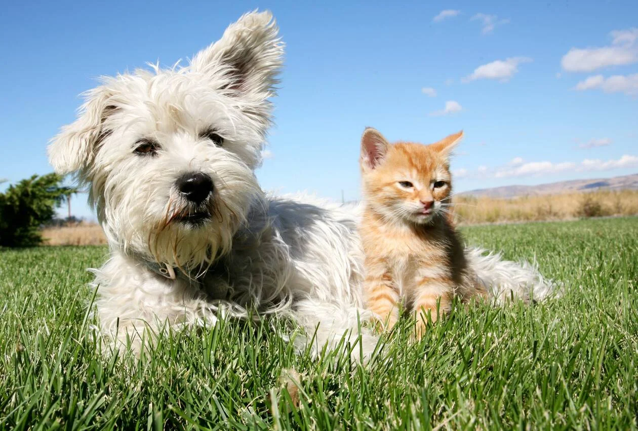 Home sitting, garde animaux à domicile par retraités